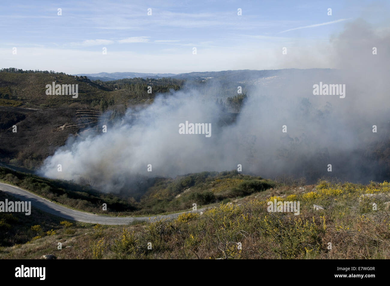 smoke from a small forest fire Stock Photo - Alamy
