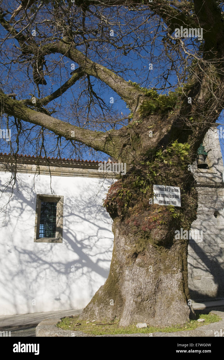 400 years old oak tree in northern Portugal Stock Photo - Alamy