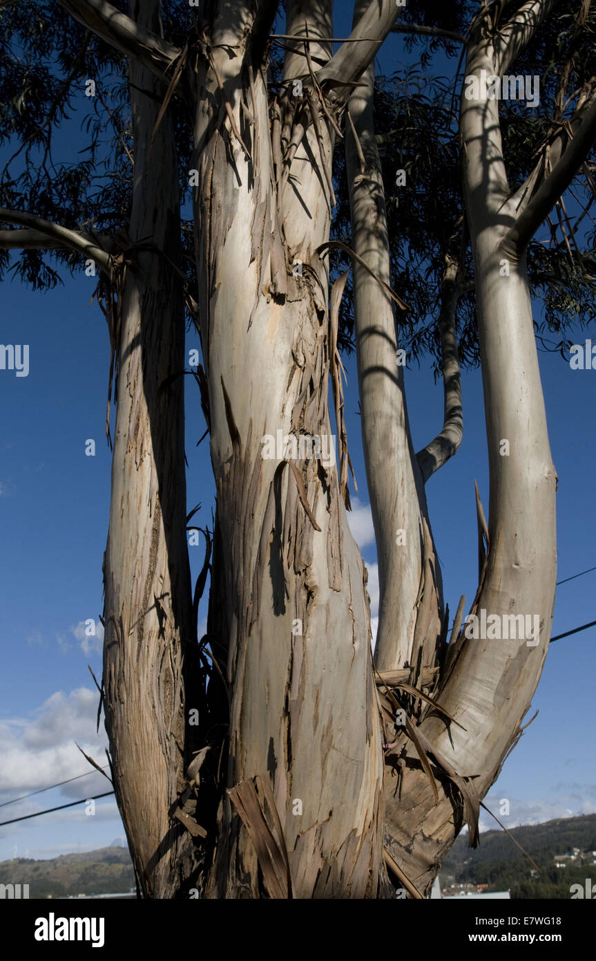 Big eucalyptus hi-res stock photography and images - Alamy