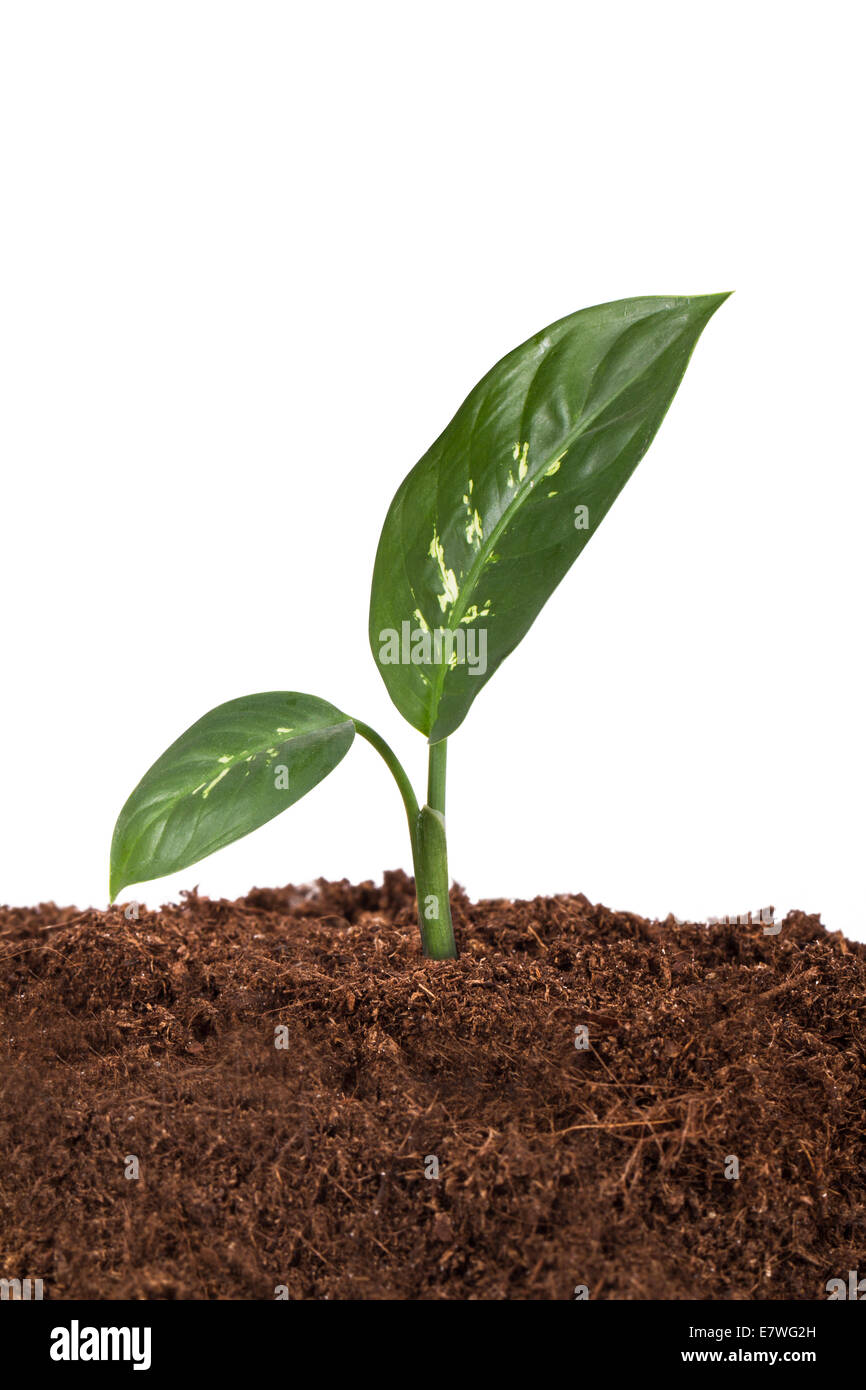 Single green plant in soil, isolated on white background Stock Photo ...
