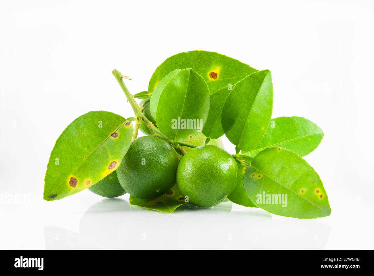 Group of fresh ripe lime with leaves. Isolate of white background Stock ...