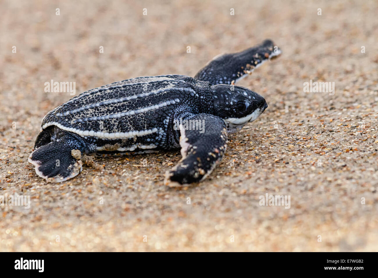 Leatherback sea turtle hi-res stock photography and images - Alamy