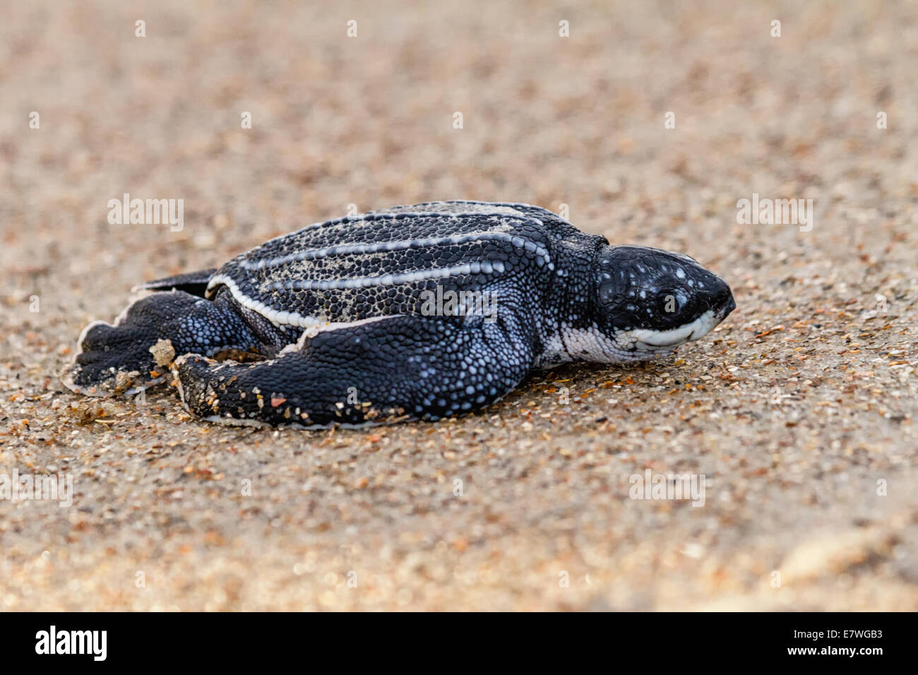 Leatherback Sea Turtle (Dermochelys coriacea) Hatchling heading to the ...