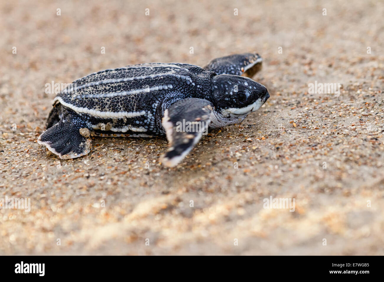 Leatherback Sea Turtle (Dermochelys coriacea) Hatchling heading to the ...