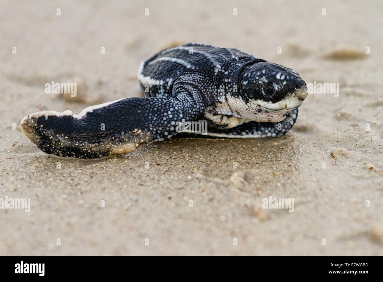 Baby leatherback turtle florida hi-res stock photography and images - Alamy