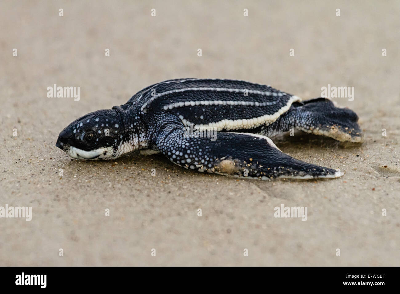 Leatherback sea turtle hi-res stock photography and images - Alamy