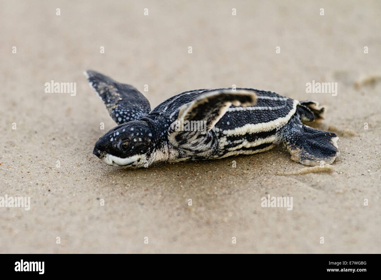 Turtle leatherback baby hi-res stock photography and images - Alamy