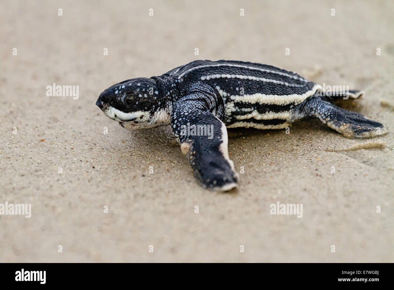 Leatherback Sea Turtle (Dermochelys coriacea) Hatchling heading to the ...