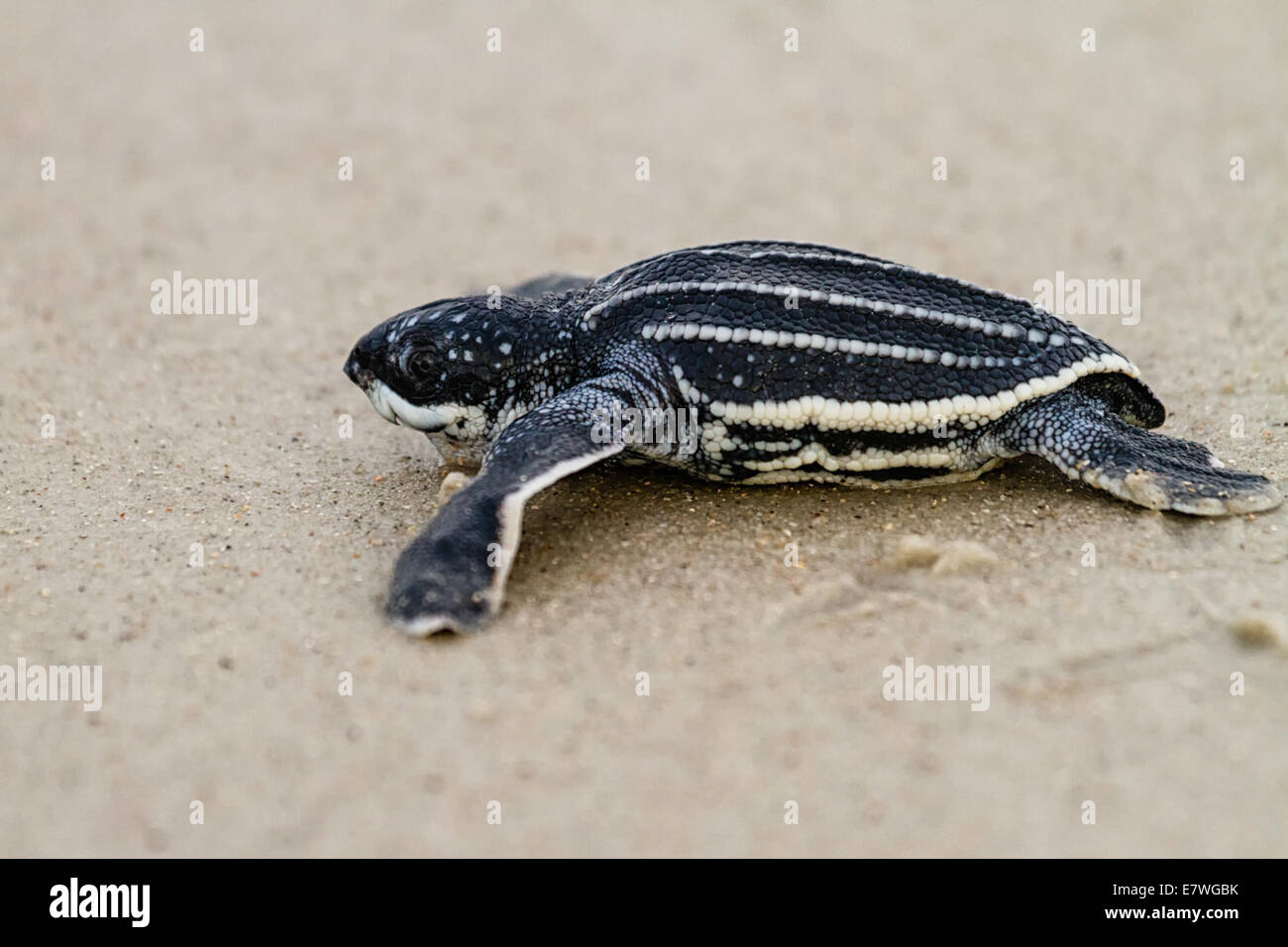 Leatherback turtle hi-res stock photography and images - Alamy