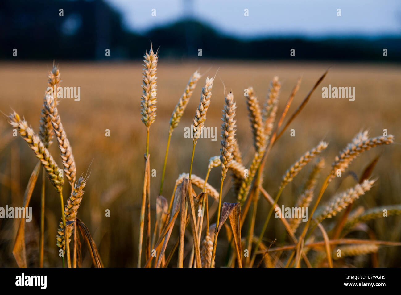 Crop harvest festival wheat hi-res stock photography and images - Alamy