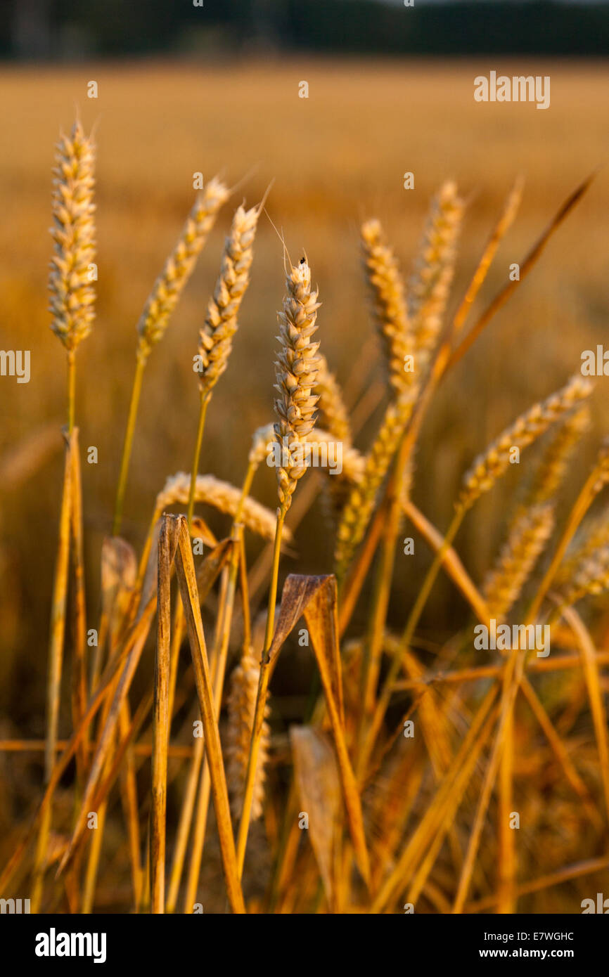 early morning light across a wheat field Stock Photo - Alamy