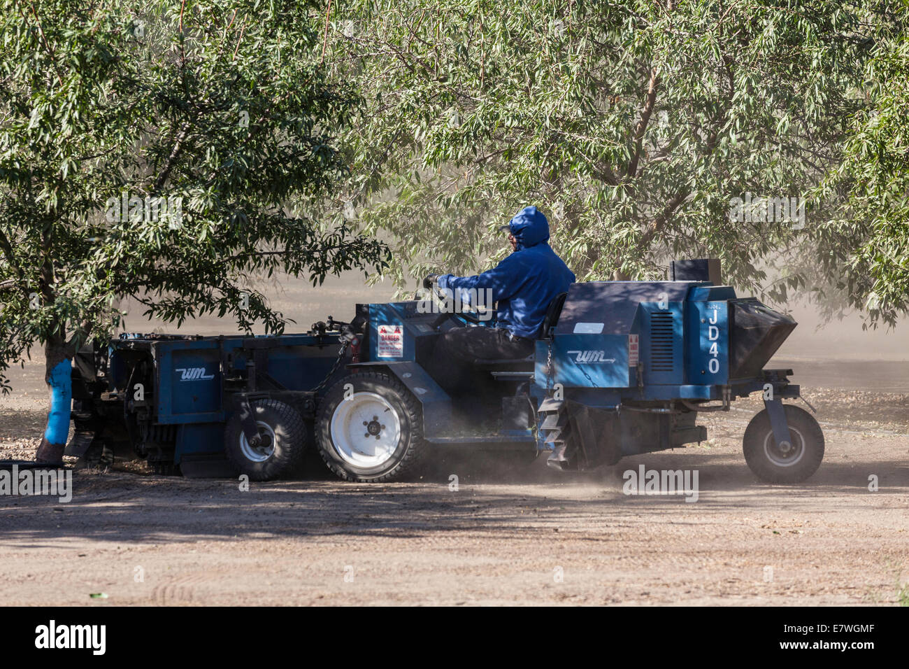 An almond harvesting machine that sweeps all the almonds into the ...