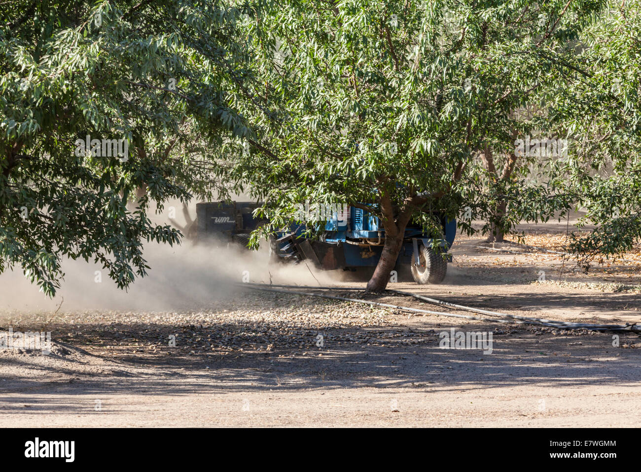An almond harvesting machine that sweeps all the almonds into the ...