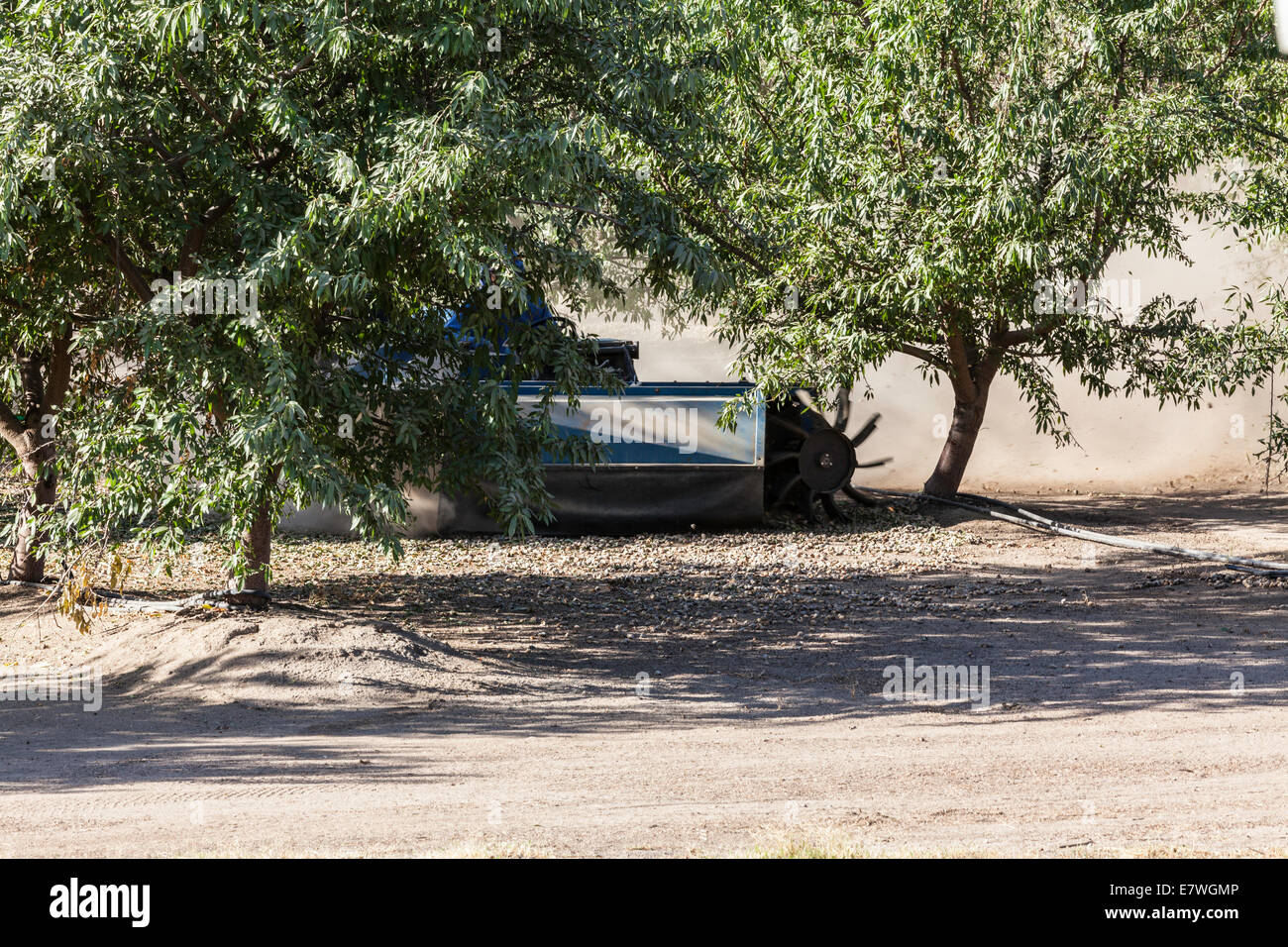 An almond harvesting machine that sweeps all the almonds into the ...