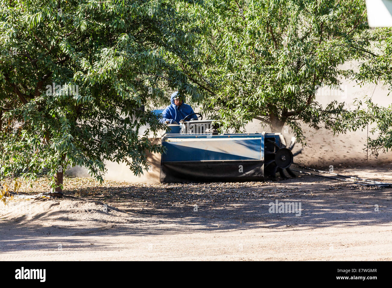 An almond harvesting machine that sweeps all the almonds into the ...
