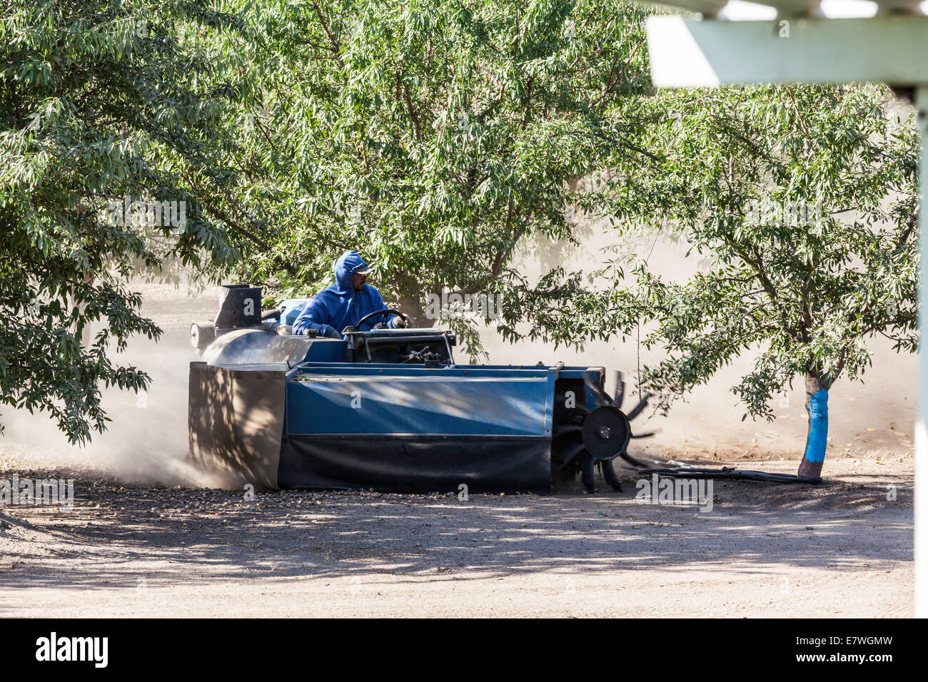 An almond harvesting machine that sweeps all the almonds into the ...