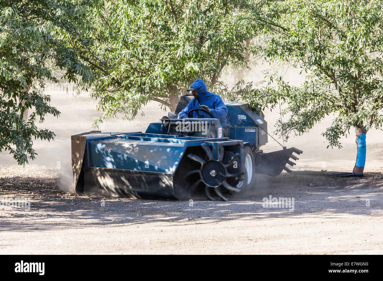 An almond harvesting machine that sweeps all the almonds into the ...