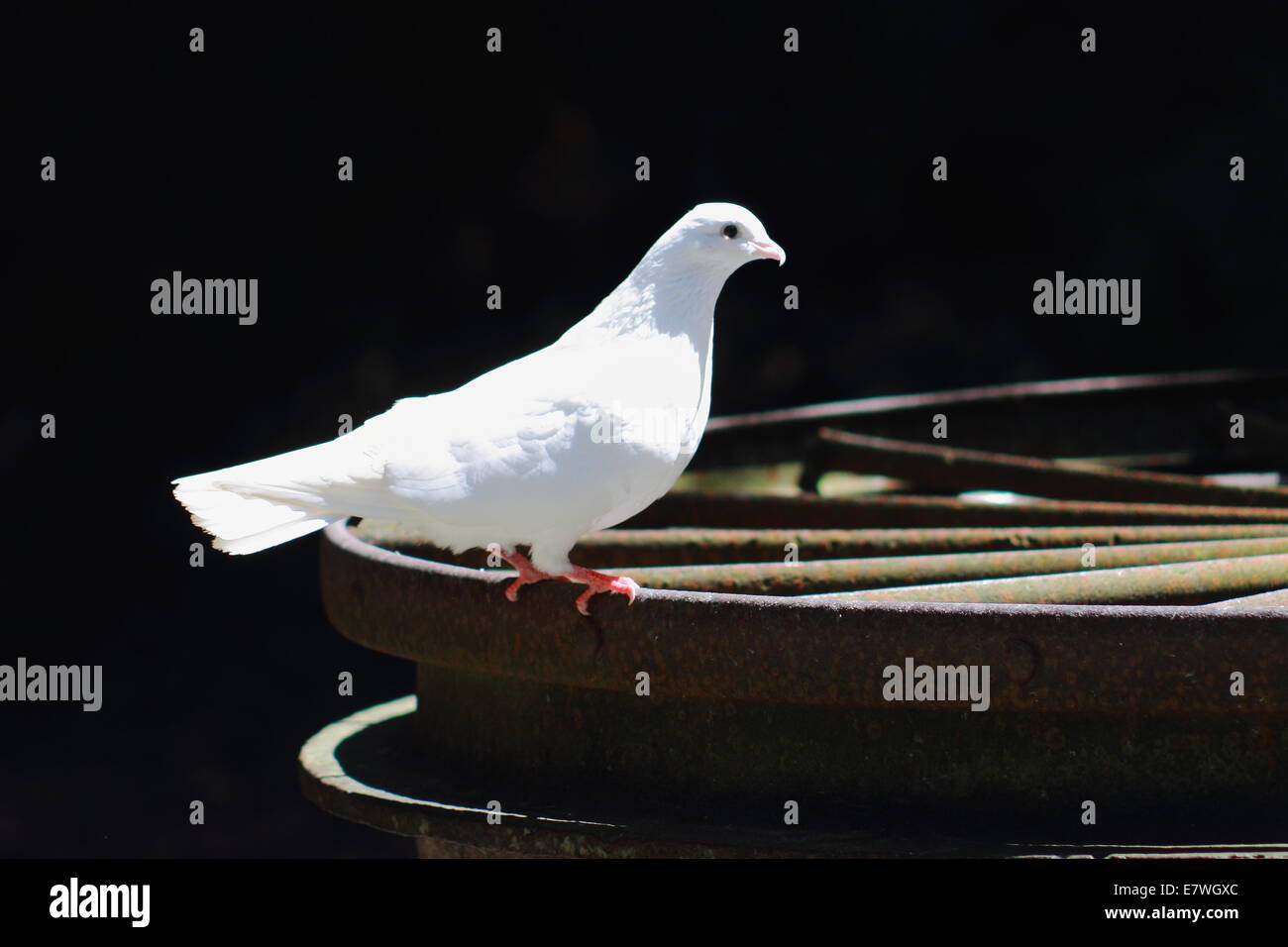 white dove perching Stock Photo - Alamy