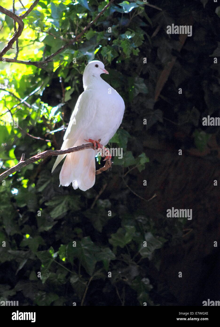 White Dove Perching Stock Photo - Alamy