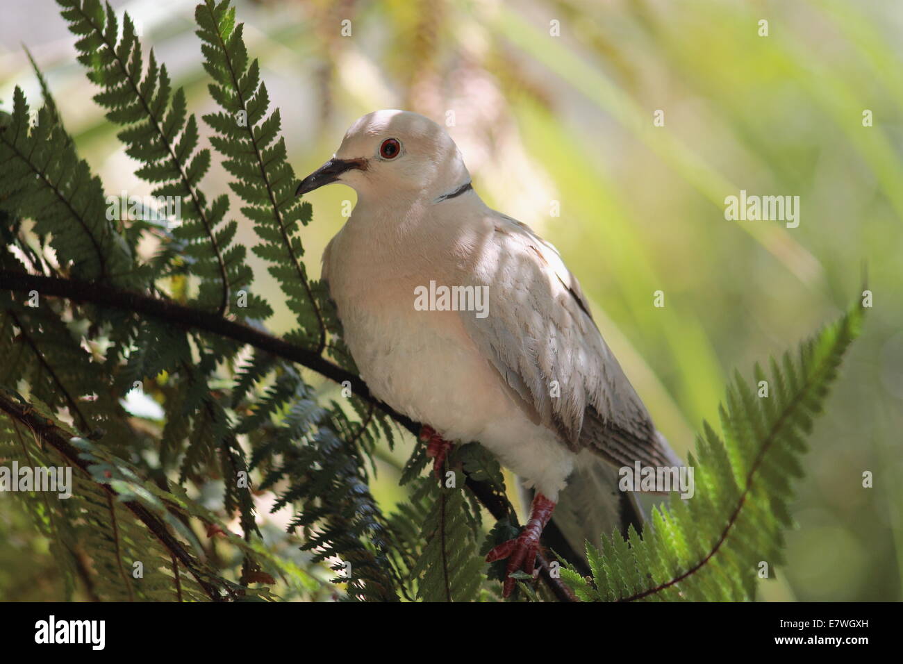Ringneck Dove (Streptopelia roseogrisea Stock Photo - Alamy