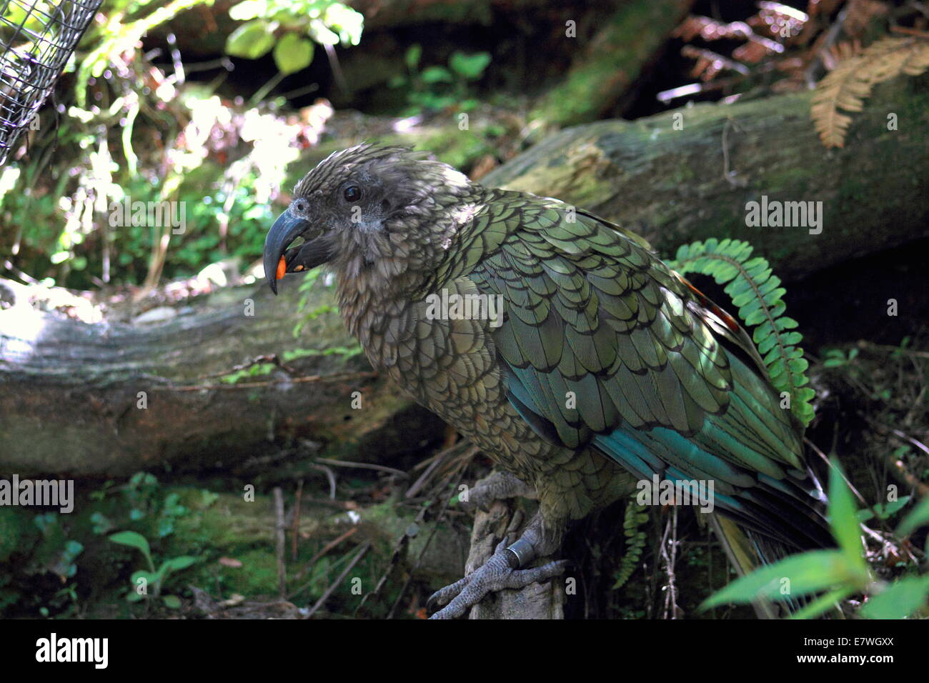 Kea eating hi-res stock photography and images - Alamy