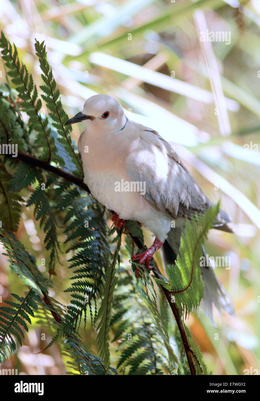 Ring neck dove hi-res stock photography and images - Alamy