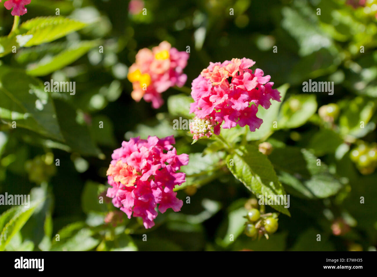 Lantana flowers (Lantana camara Stock Photo - Alamy