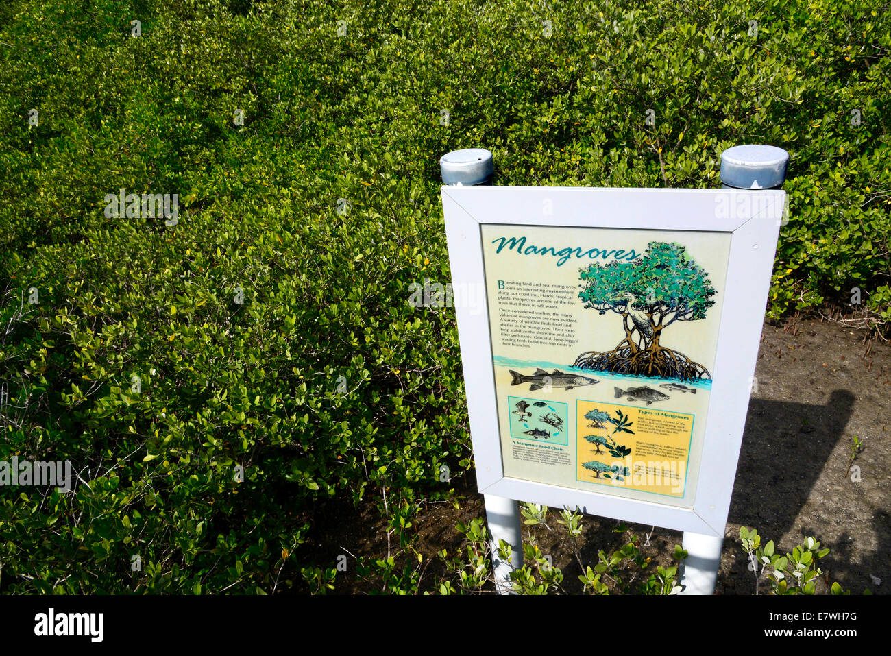 Red, Black, White, Mangrove Mangroves salt water trees Stock Photo - Alamy