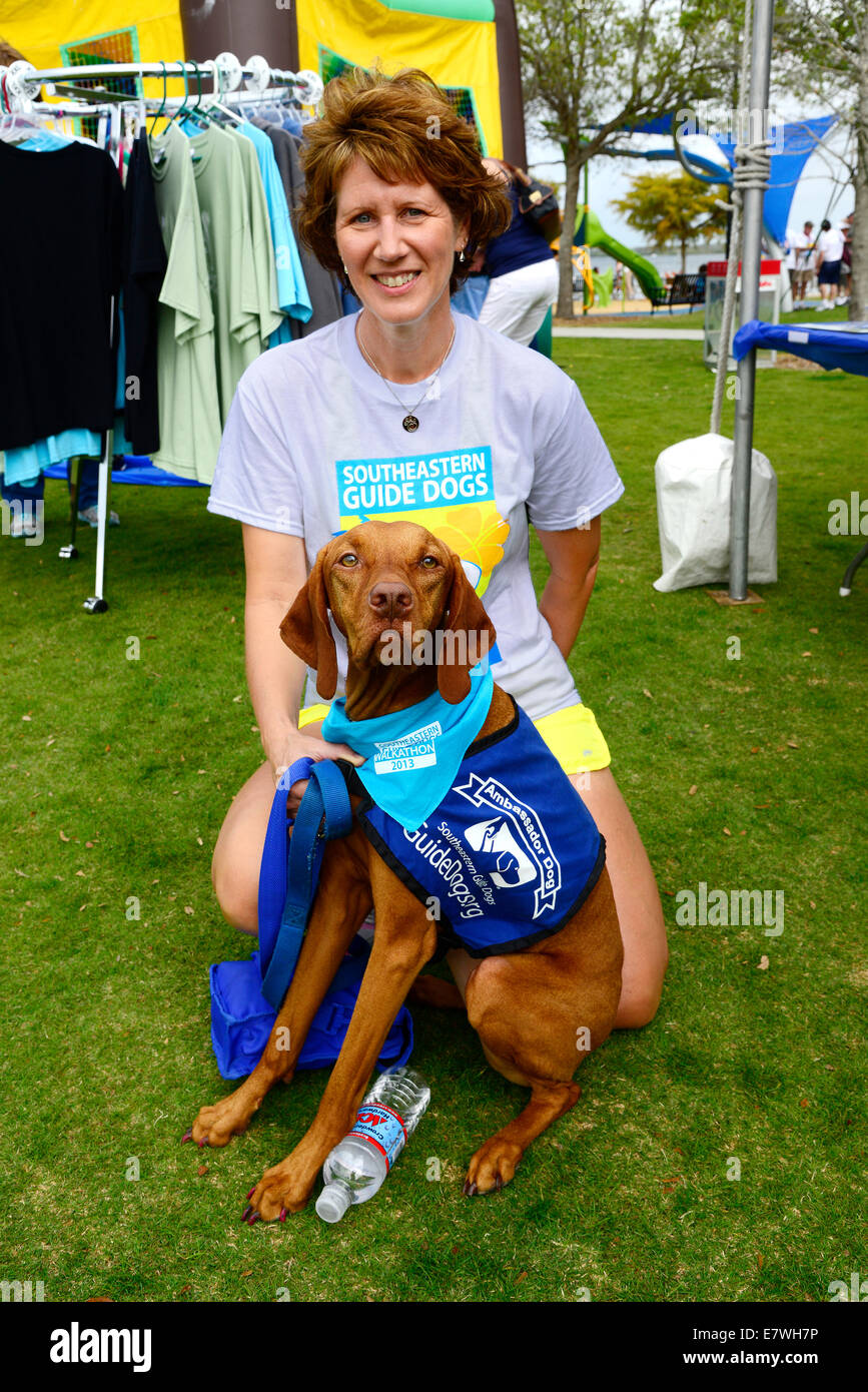 Guide dog handler owner with her ambassador dog Stock Photo - Alamy