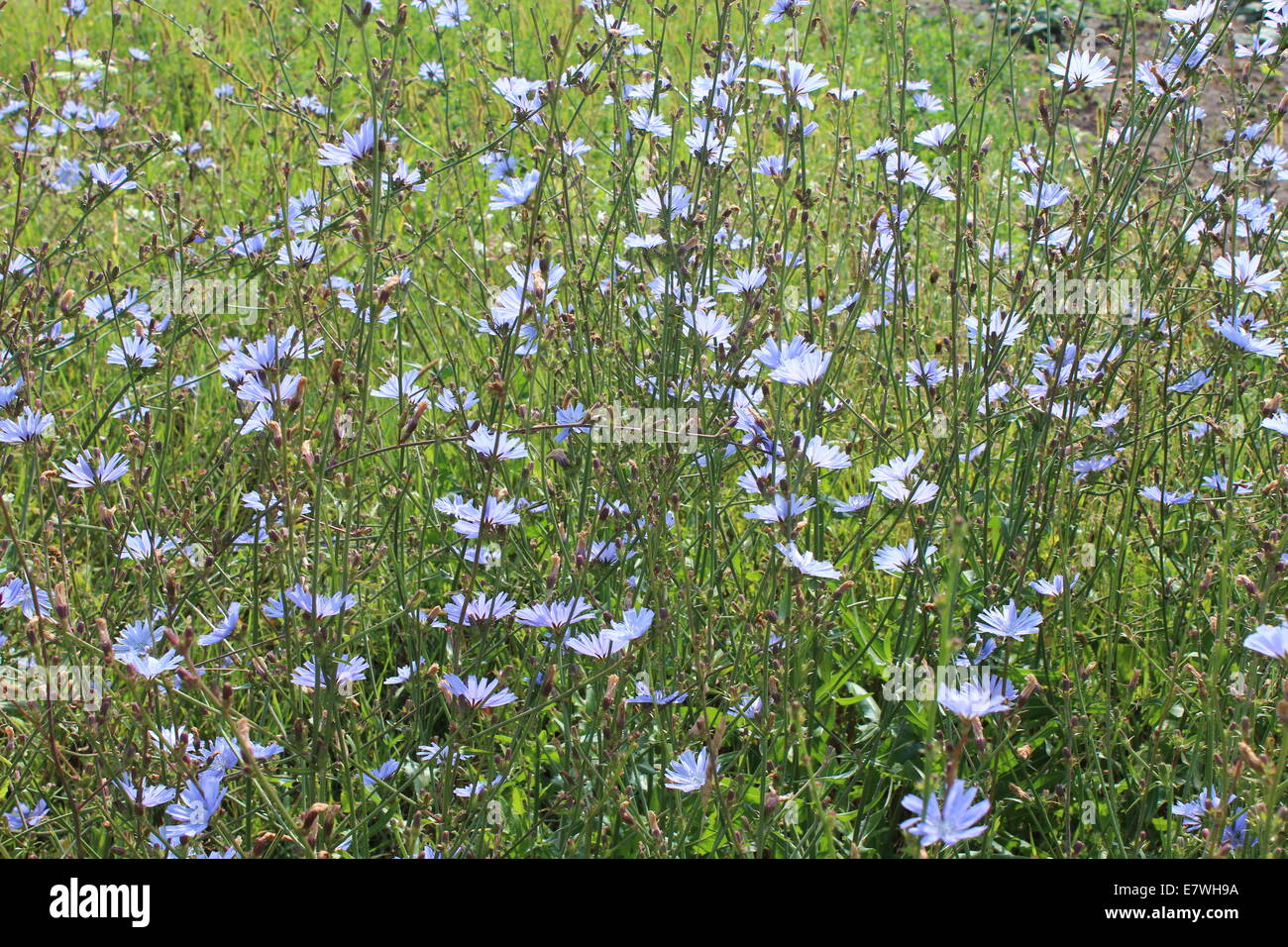 beautiful light blue flower of Cichorium in the field Stock Photo - Alamy