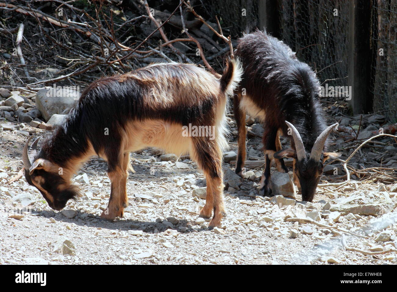 Arapawa goats hi-res stock photography and images - Alamy