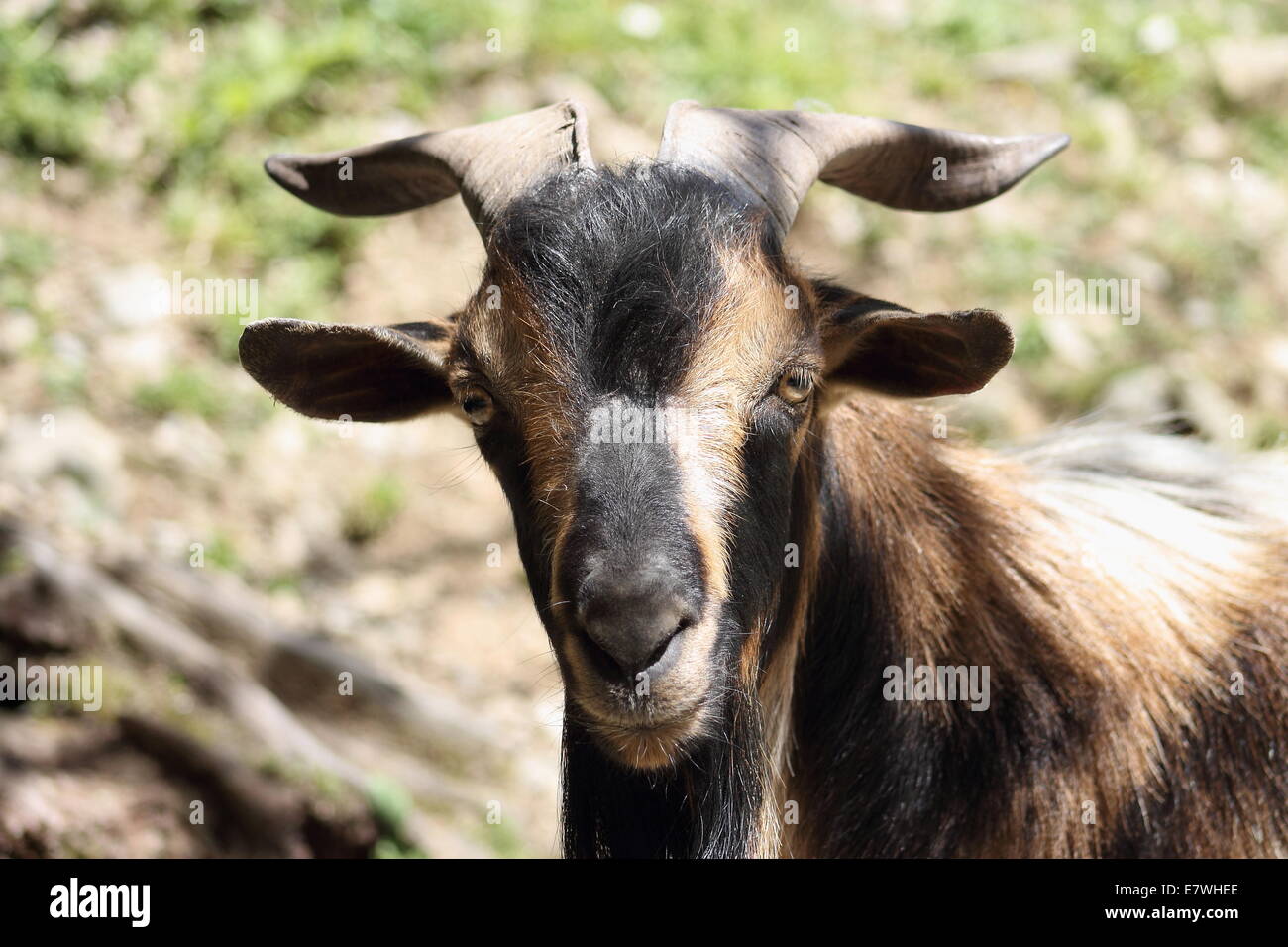 Arapawa goat hi-res stock photography and images - Alamy