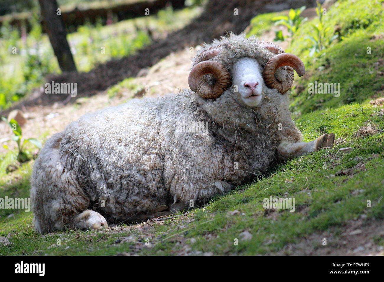 Dorset horn sheep hi-res stock photography and images - Alamy