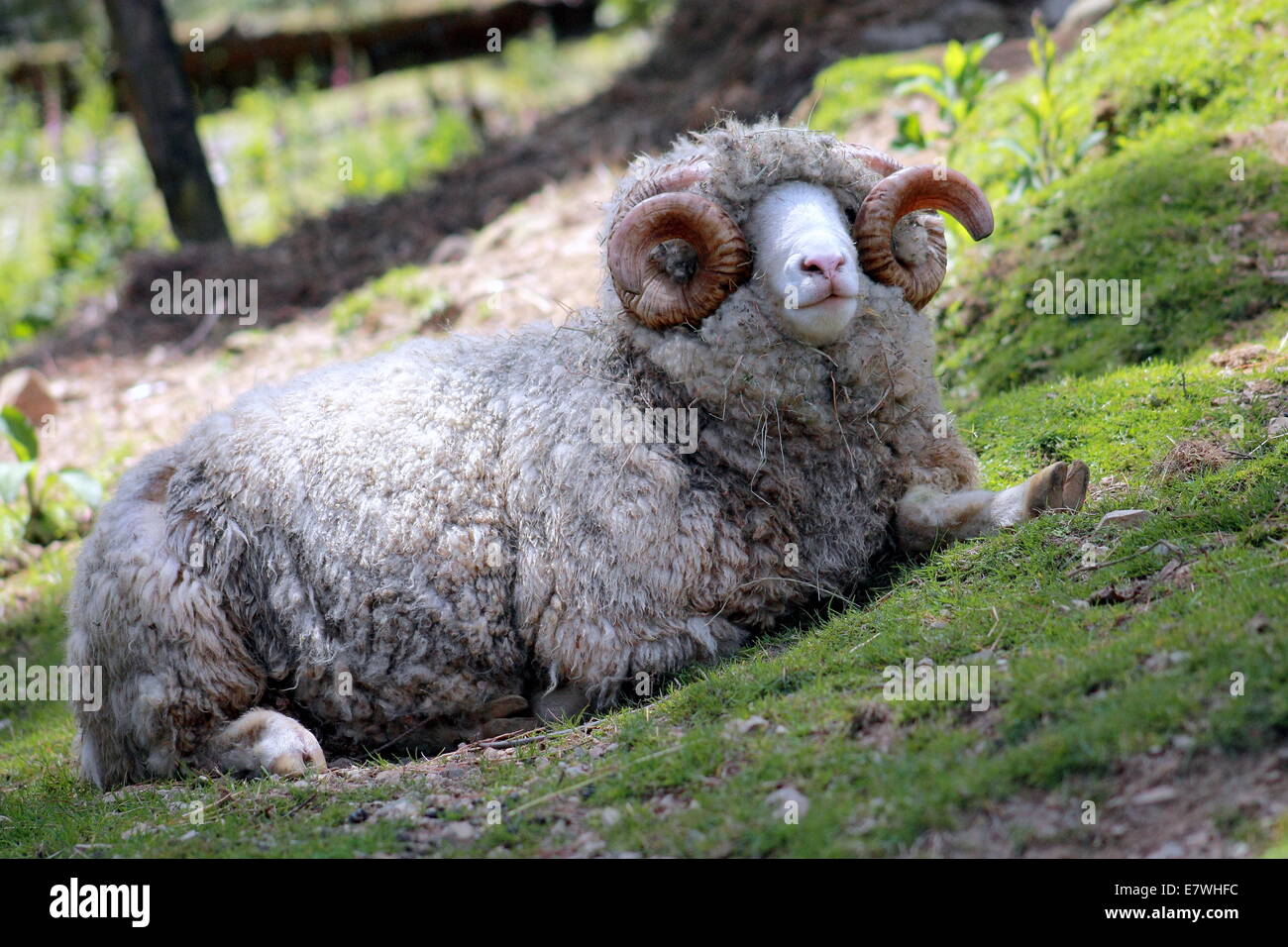 Dorset ram hi-res stock photography and images - Alamy
