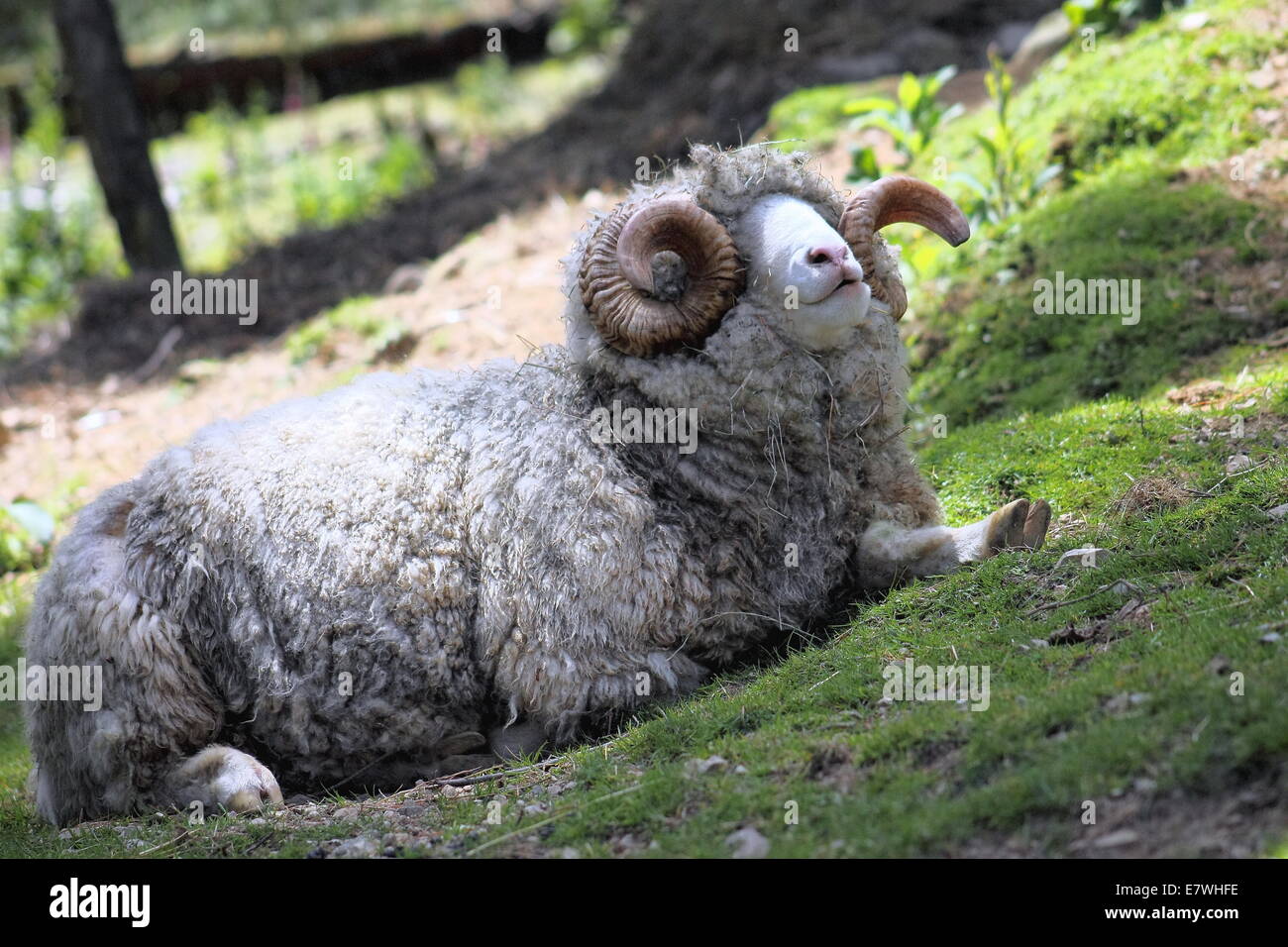 Dorset horn sheep hi-res stock photography and images - Alamy