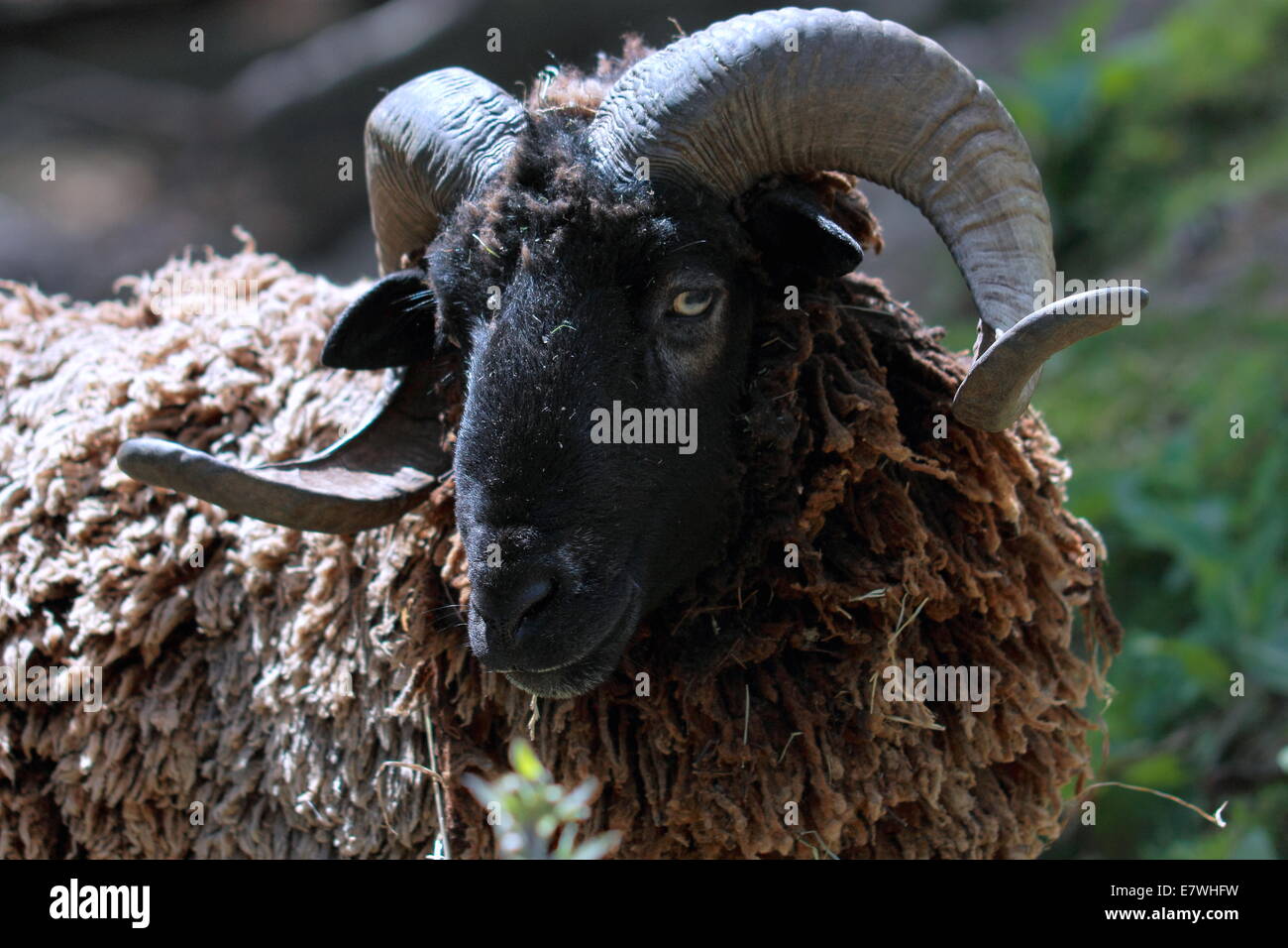 Close Up of a Black Ram Stock Photo - Alamy