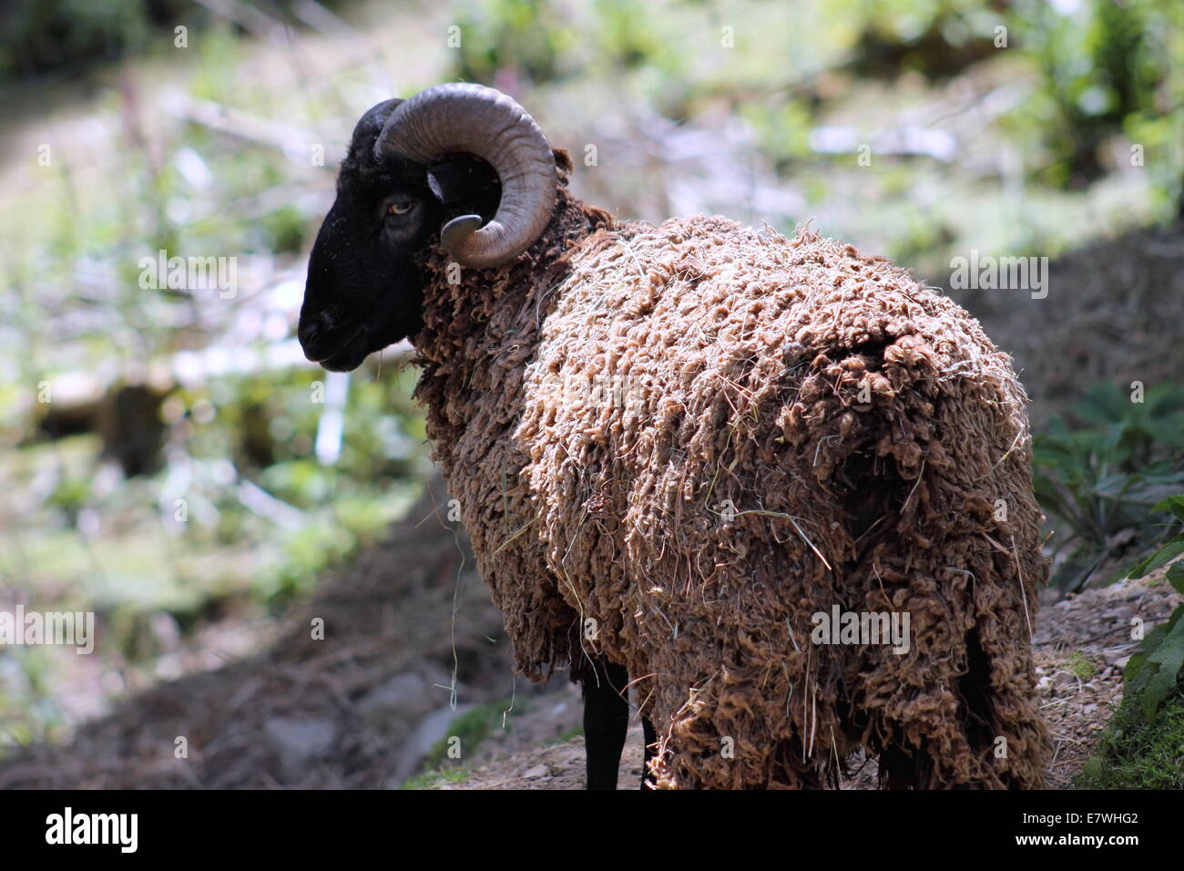Ram face profile hi-res stock photography and images - Alamy