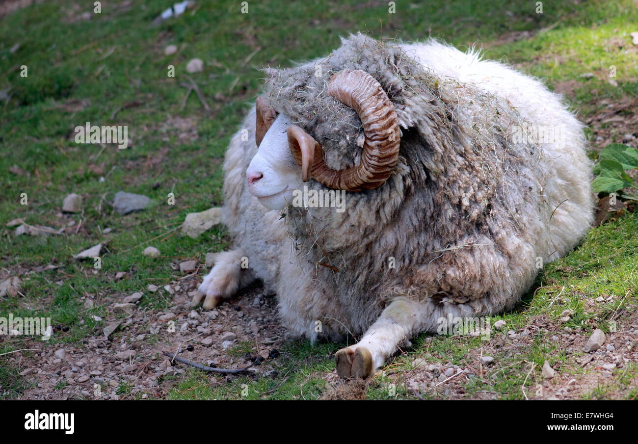 Sheep ram hoof hi-res stock photography and images - Alamy