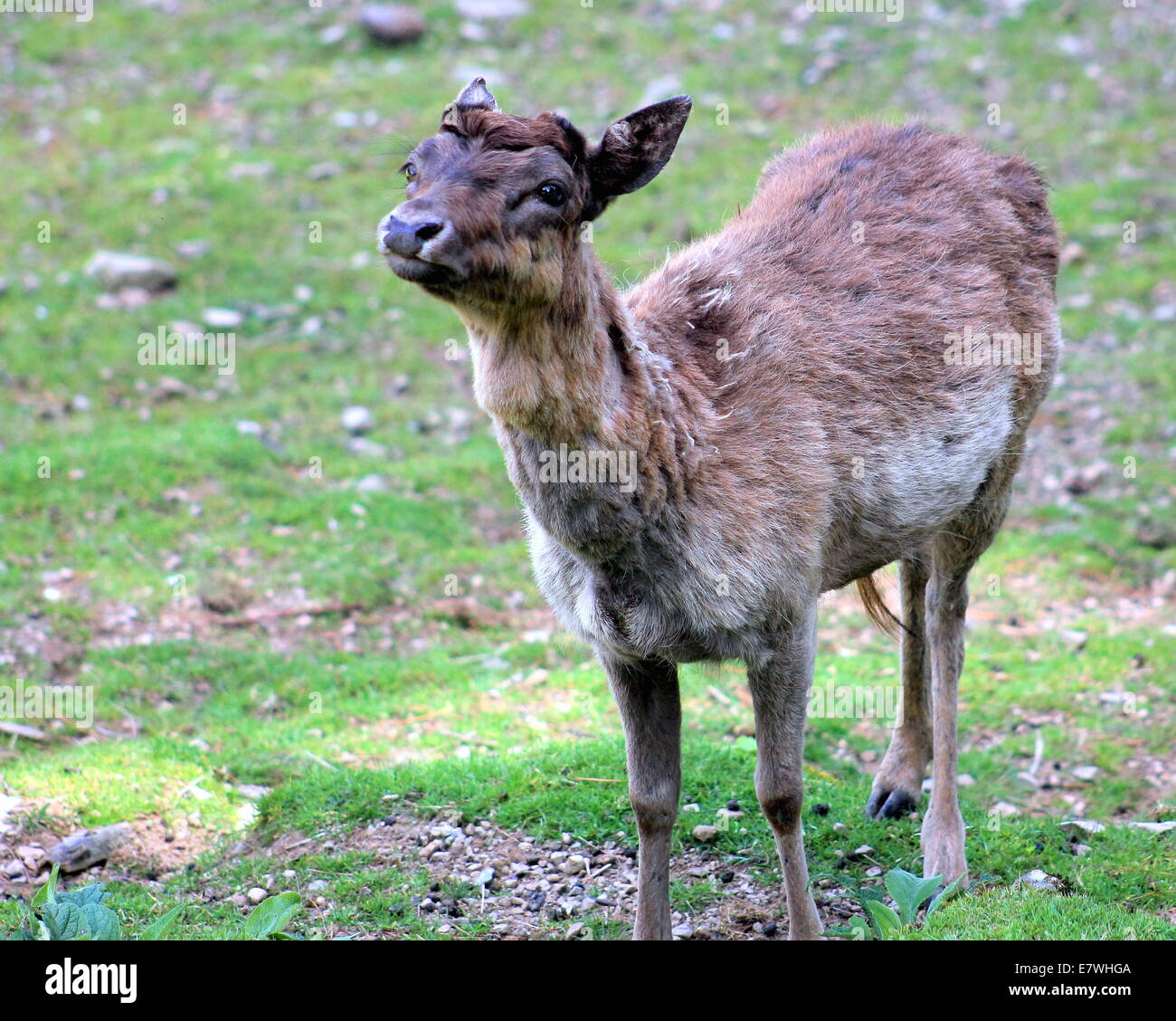 Fallow Deer Fawn High Resolution Stock Photography and Images - Alamy