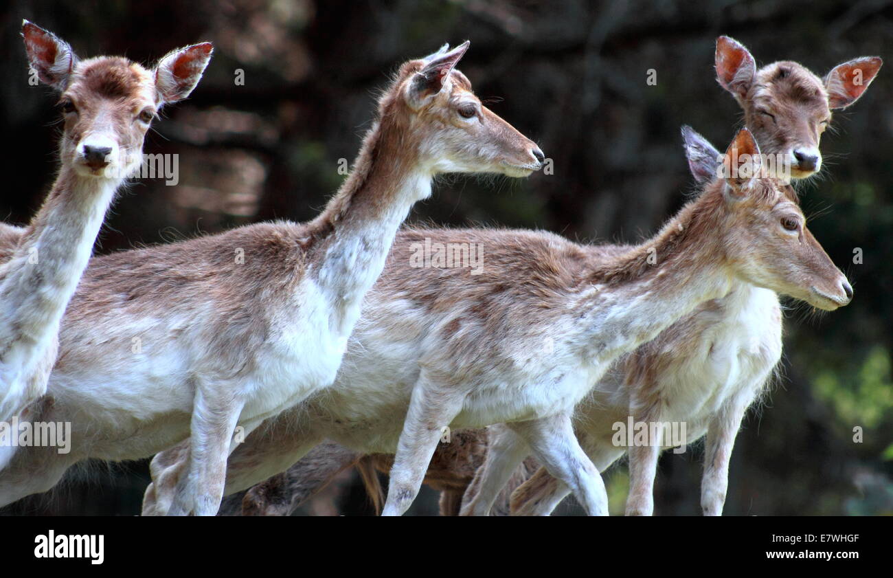Group of four Fallow Deer Stock Photo - Alamy