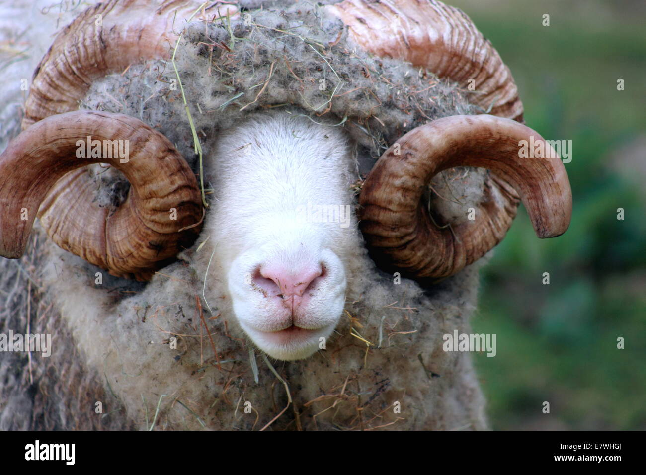 Dorset Horn Sheep Stock Photos & Dorset Horn Sheep Stock Images - Alamy