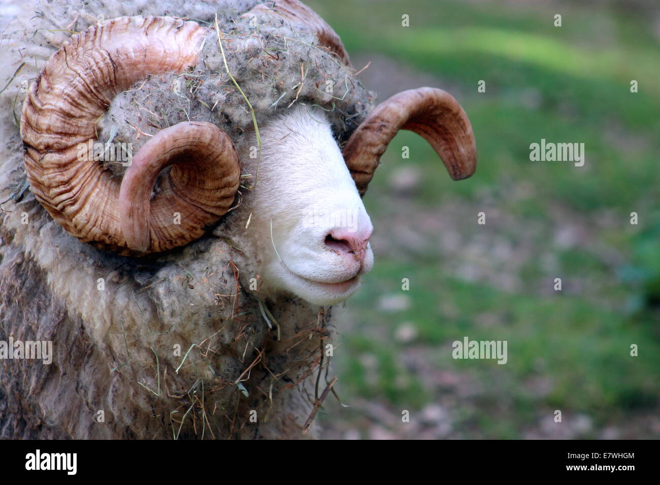Dorset horn sheep hi-res stock photography and images - Alamy