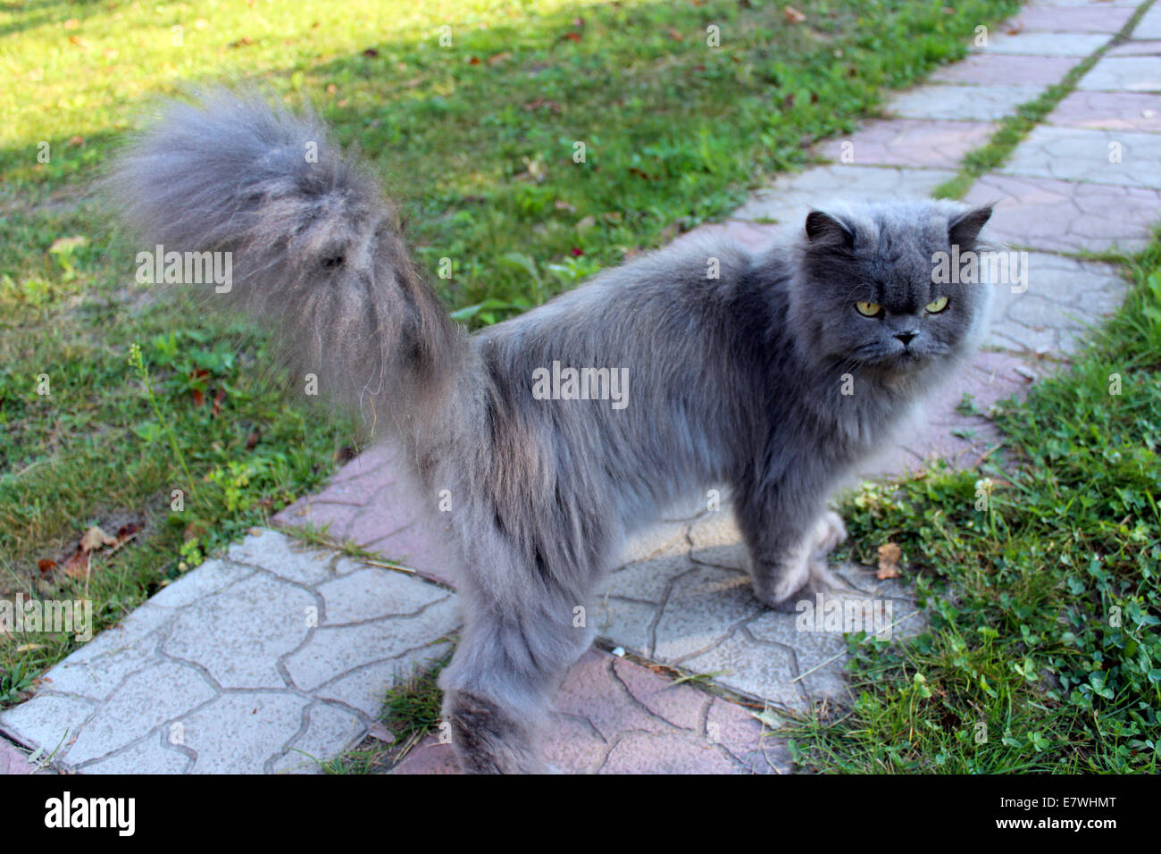 big nice Persian cat going on the path Stock Photo - Alamy