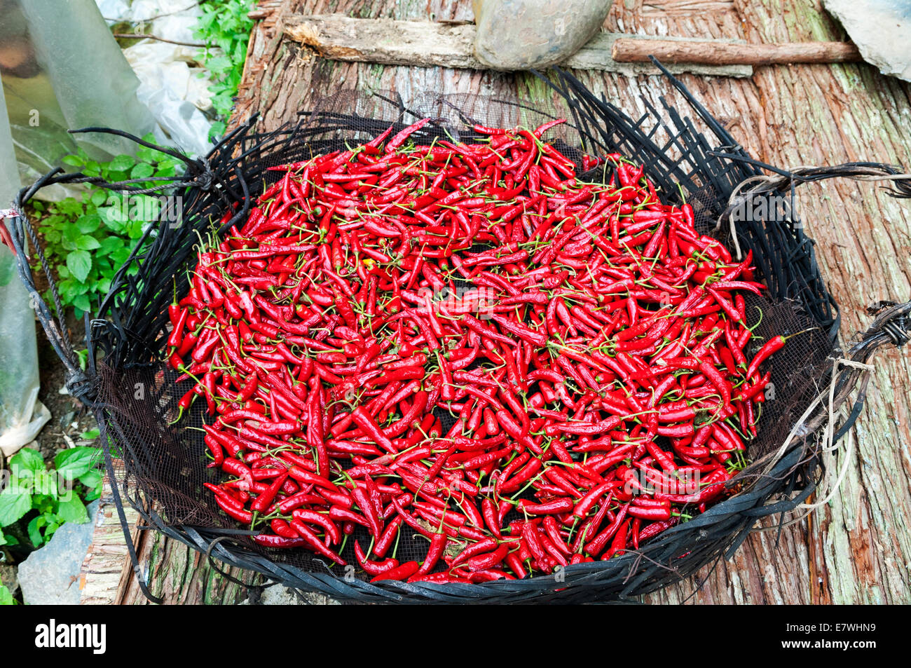 Red hot chili peppers drying in the sun Stock Photo - Alamy