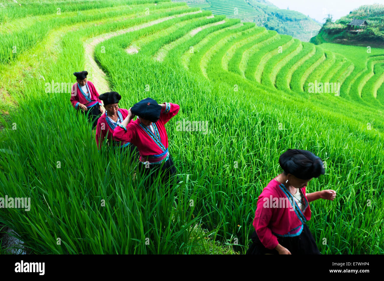 The Longsheng Rice Terraces, also called the Longji Rice Terraces Stock ...