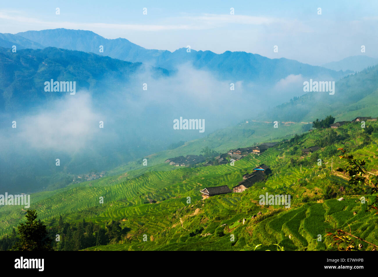 The Longsheng Rice Terraces, also called the Longji Rice Terraces Stock ...