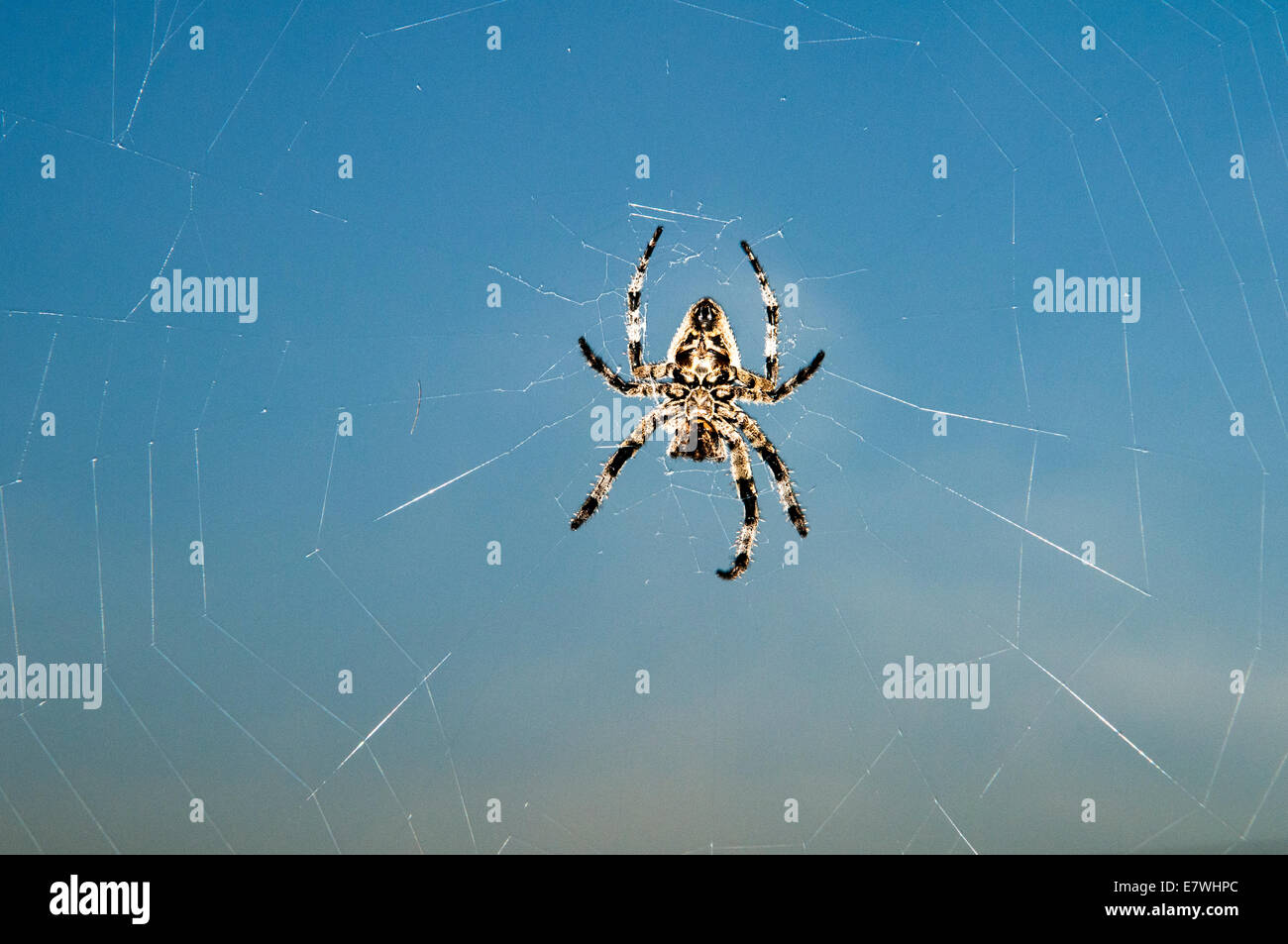 A big spider and his spider web around him Stock Photo - Alamy