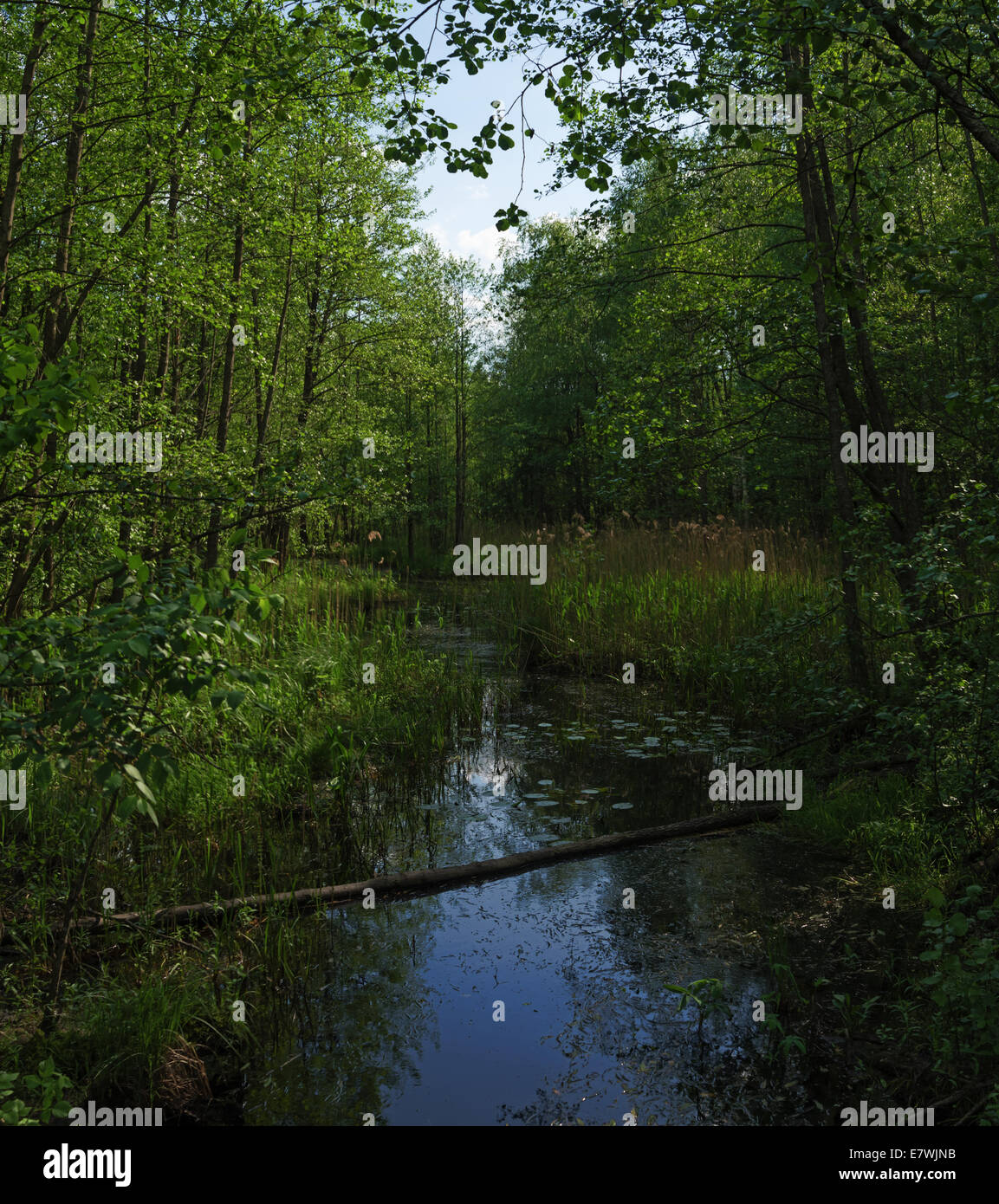 Forest river under trees and bushes Stock Photo - Alamy