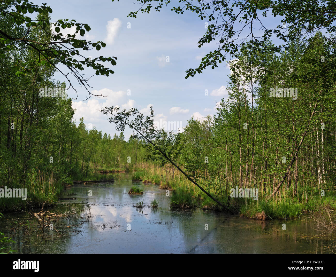 Small forest river Stock Photo - Alamy