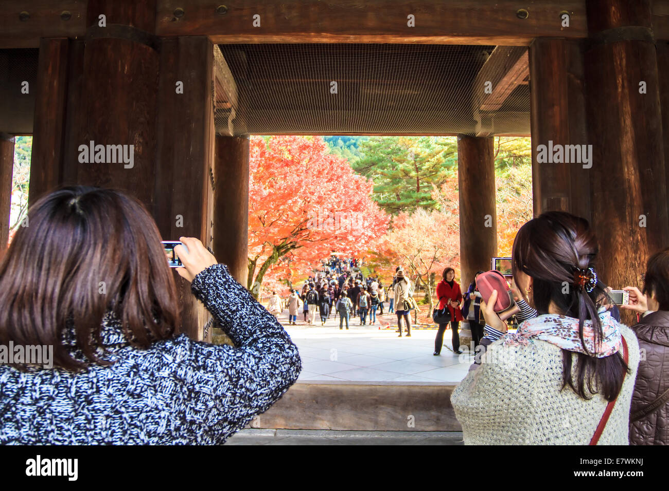 Kyoto, Japan - Nov 26, 2013 : red japanese maple autumn fall , momiji tree in kyoto japan Stock ...